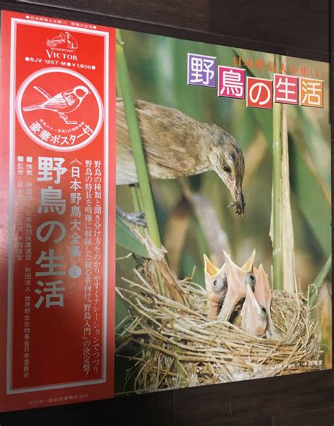 Yahooオークション 美品 帯ライナーポスター付 野鳥の生活 中西悟