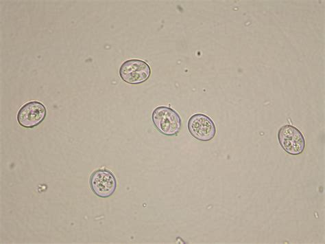 Shooq Object Detection Roboflow Universe