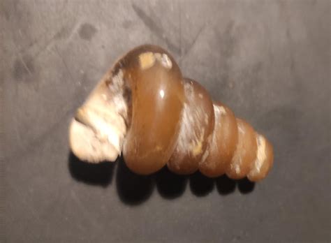 I Have This Opalised Fossil Some Sort Of Nautiloid Annelid Tube Cast