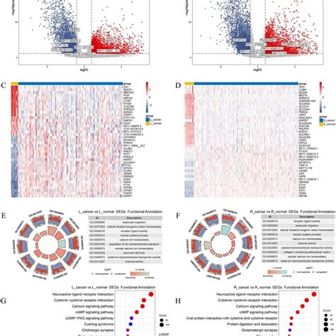 Identifying Degs And Functional Annotation In Tumor And Normal Download Scientific Diagram