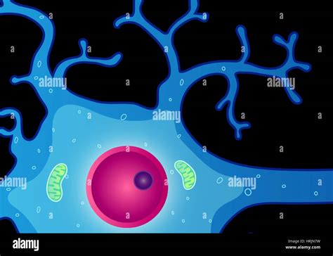 Neuron With Dendrites And Nucleus Stock Photo Alamy