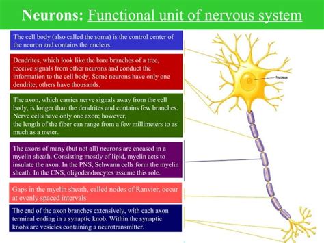 Unit Nervous System Nrs PPT