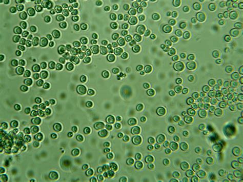 counting yeast