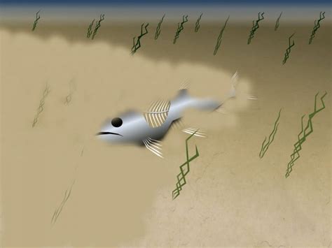 What Is A Fossil And How Do They Form Discovering Fossils