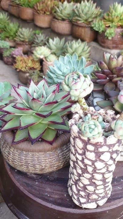 크리스탈로즈 에보니슈퍼클론 바닐라비스 파인로즈 Succulent Youtube