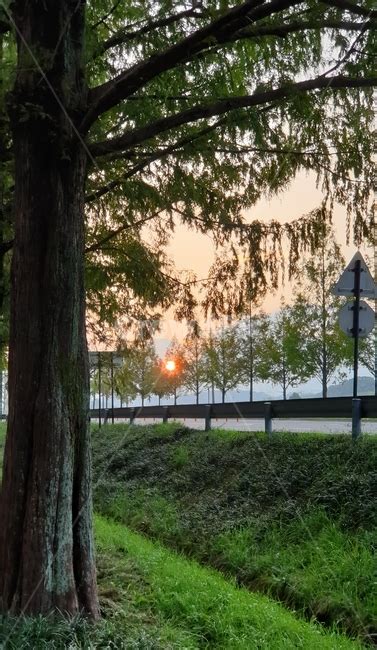 식물 Tree 나무 Light 빛 사진 이미지 일러스트 캘리그라피 차차s작가