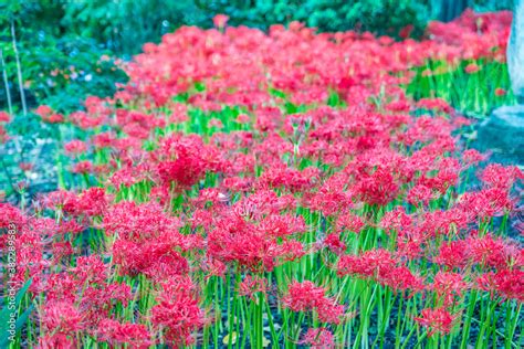 Lycoris Radiata Known As The Red Spider Lily Hell Flower Red Magic Lily Or Equinox Flower