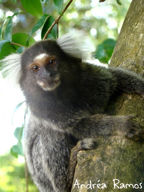 Pequenos Macacos Andréa Ramos