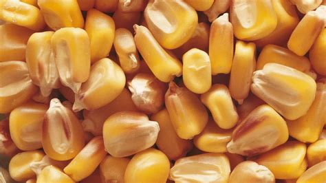 Smartstax® Rib Complete® Corn Blend Bayer Traits Crop Science Us