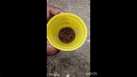 মাছির জন্য গাছের ফুল ফল নষ্ট হয়ে যাচ্ছে Shortvideo Garden Nature Plants Agriculture Food