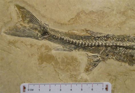 Fish Id Need Help Fossil ID The Fossil Forum