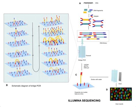 High Throughput Sequencing Hts Principle Steps Applications
