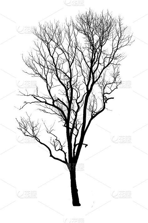 死树的轮廓没有叶子孤立在白色上
