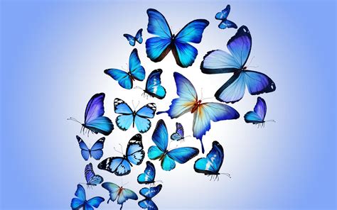 Blue Butterfly Background ·① Wallpapertag