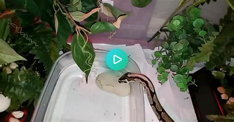 Drinking Fire Ball Python Named Monty Album On Imgur