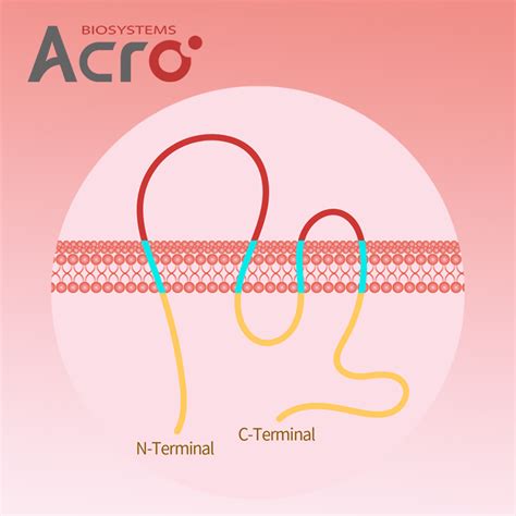 Full Length Gcgr Protein A Promising Therapy Target For The Treatment Of T2dm