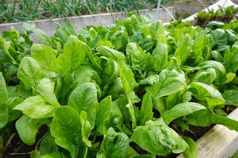 Premium Photo Spinach Cultivation Guide How To Grow Spinach On Raised