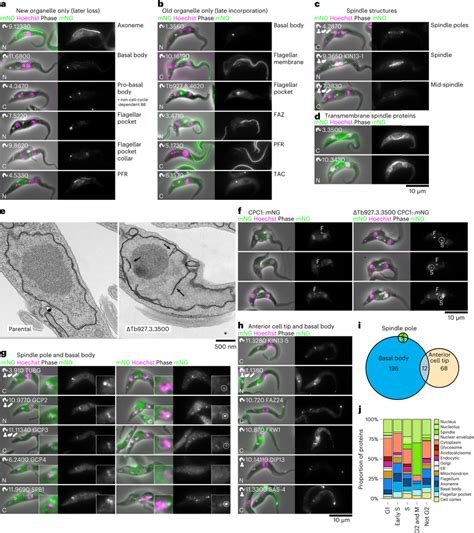 Cell Cycle Dependent Organelle Composition Identifies Division And Download Scientific Diagram