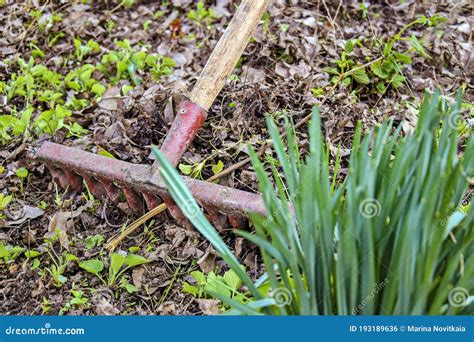 Garden Tools Raking Fall Leaves With Rake Close Up Cleaning The Old