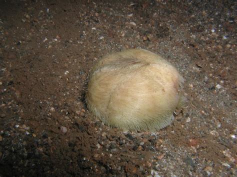 センターと海の生き物 浅虫海洋生物学教育研究センター