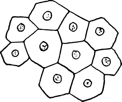 Cell Sectionsvintage Illustration White Art Drawing Vector White Art