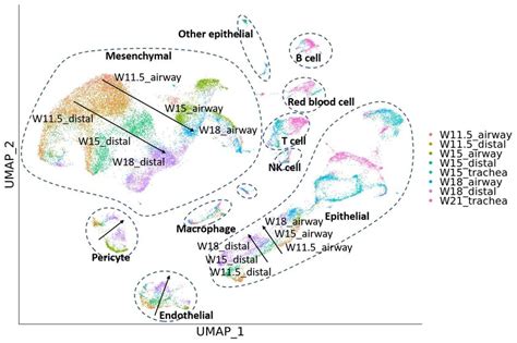 Results For The Human Fetal Lung Development Dataset Arrows Are Added