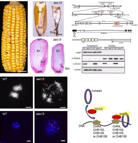 中国农业大学科研团队揭示玉米籽粒发育重要机制 功能