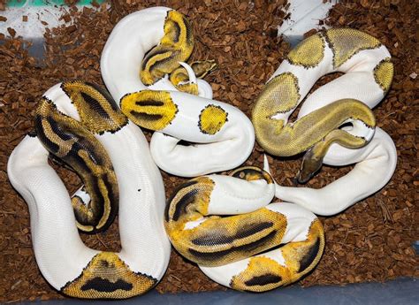 Pythons Passionpl Hodowla Pytonów Królewskich Nuclear☢️clown🤡male Proven Breeder