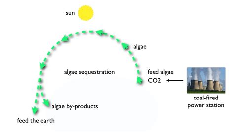 Pour Algae