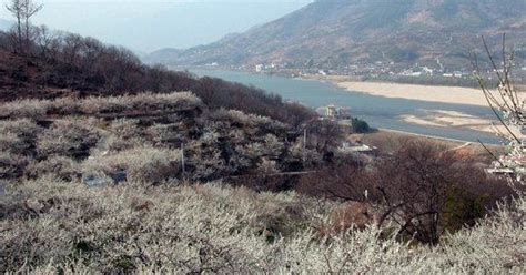 섬진강 물길 따라 백설의 꽃이불