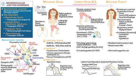 Clinical Pathology Pathophysiology Of Neuromuscular Junction Disorders Ditki Medical