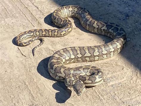 Coastal Carpet Python Aboriginal Art Coastal Python Coastal Carpet Python Aboriginal Art Coastal Python