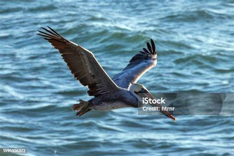 미국 캘리포니아 중부 해안에서 날아오르는 캘리포니아 브라운 펠리컨 1번 도로에 대한 스톡 사진 및 기타 이미지 1번 도로 갈색 골든 아워 Istock