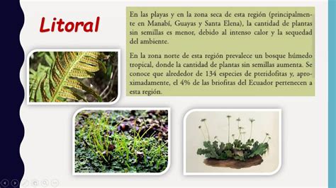 Diversidad De Plantas Sin Semillas Youtube
