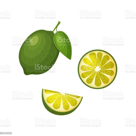 라임 잘 익은 석회와 얇게 썬 석회 조각의 이미지 익은 감귤류 흰색 배경에 격리된 벡터 일러스트 레이 션 0명에 대한 스톡 벡터 아트 및 기타 이미지 Istock