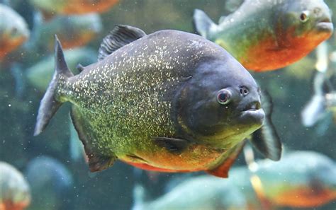 Red Bellied Piranha Care Size Tank Lifespan And Feeding Gltdg