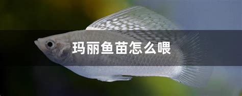 玛丽鱼苗怎么喂 鱼百科