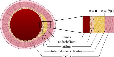 A 2 Dimensional Cross Section Of An Artery With A 1 Dimensional Radial Download Scientific