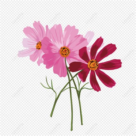 손으로 그린 야생 국화 꽃 Png 일러스트 무료 다운로드 Lovepik