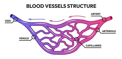 Blood Vessels Circulation Human Arteries And Veins Deoxygenated Blood