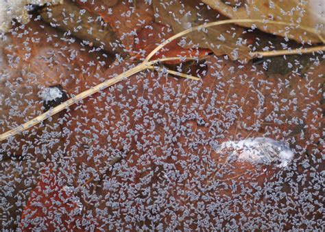 Bug Of The Week A Sproing Of Springtails Riveredge Nature Center