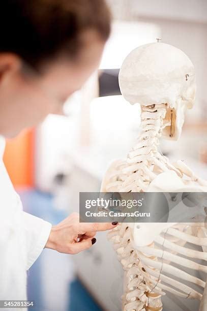 Human Skeleton Classroom Photos And Premium High Res Pictures Getty Images