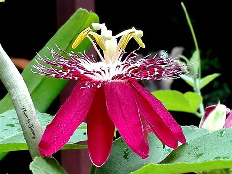 ดอกศรีมาลาหรือสร้อยฟ้าแดงred Passion Flower Passiflora Foetida ดอกไม้