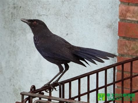 動物園停用殺蟲劑 特有種紫嘯鶇展開尾羽起舞 ETtoday寵物雲 ETtoday新聞雲