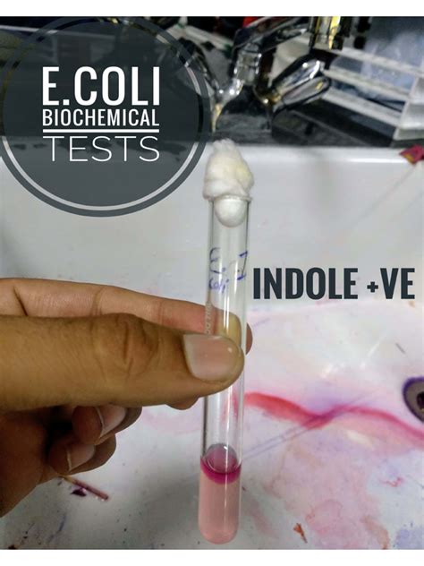 Li Biochemical Test Pdf