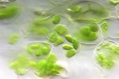 Chloroplast Function In Photosynthesis