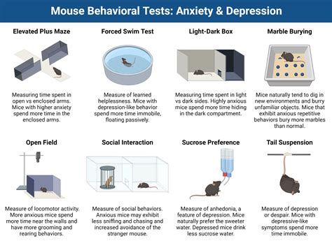 Mouse Behavioral Tests Anxiety And Depression Biorender Science Templates