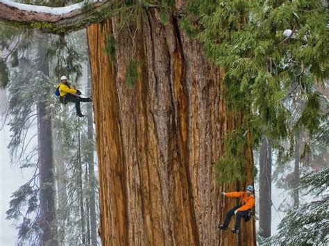 Sequoias Sequoia Sentinels