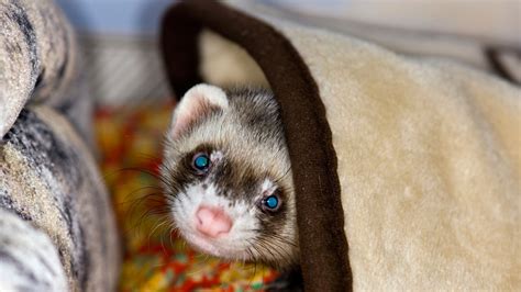 Feeding Your Ferret