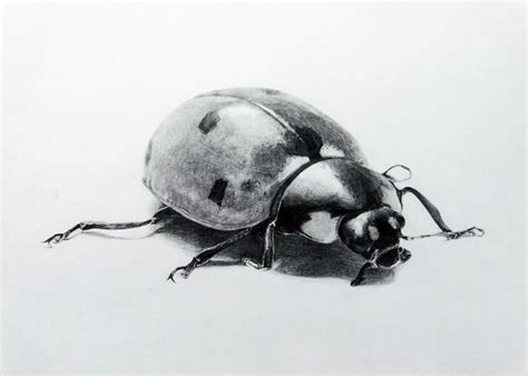 How To Draw A Realistic Ladybug